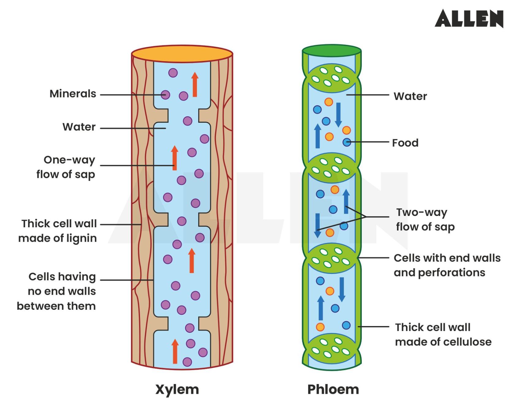 CBSE Notes for Class 9 Science Chapter 6 – Tissue
