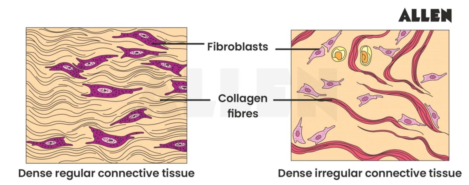 CBSE Notes for Class 9 Science Chapter 6 – Tissue