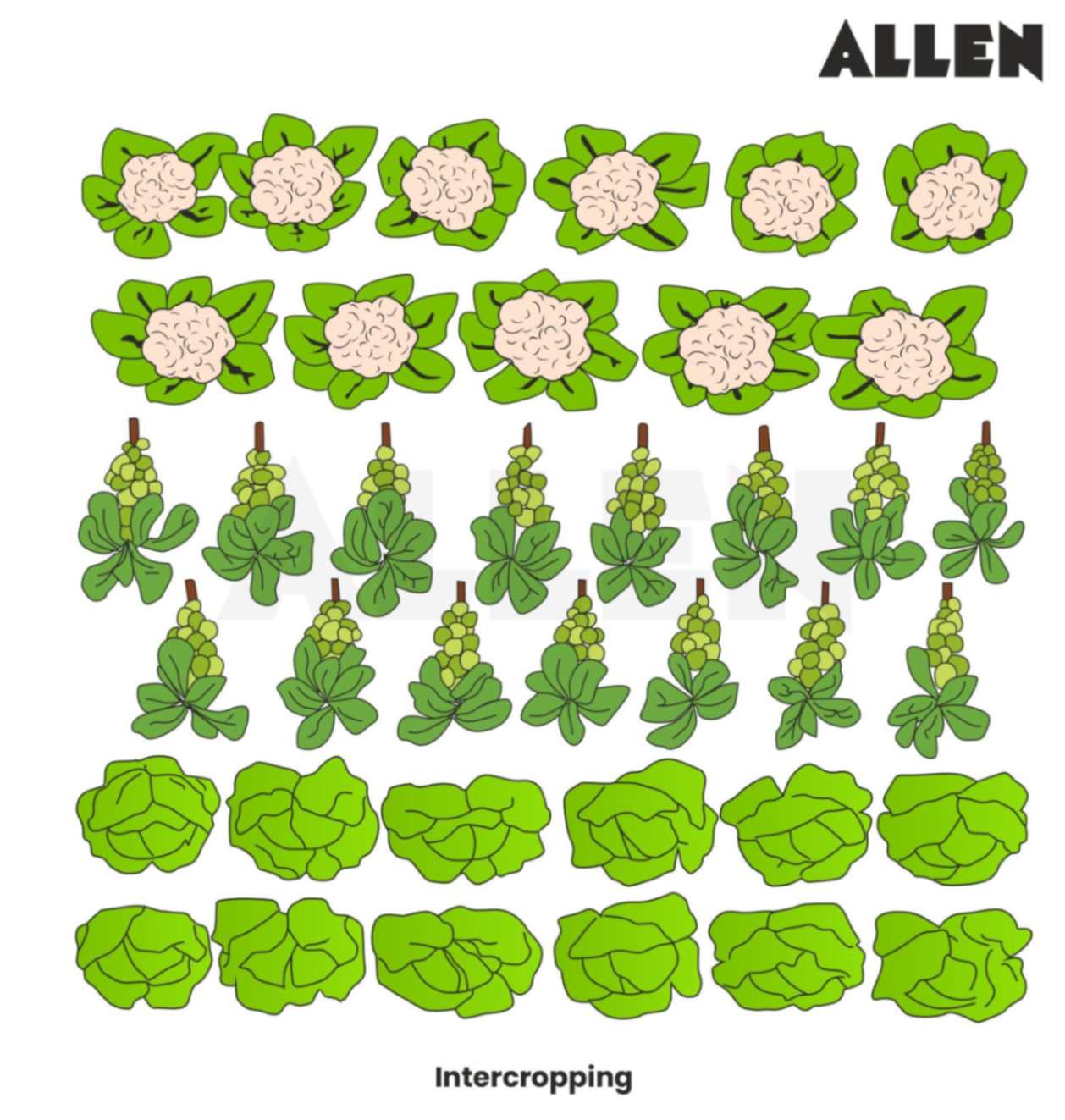 CBSE Notes for Class 9 Science Chapter 12 – Improvement in Food Resources