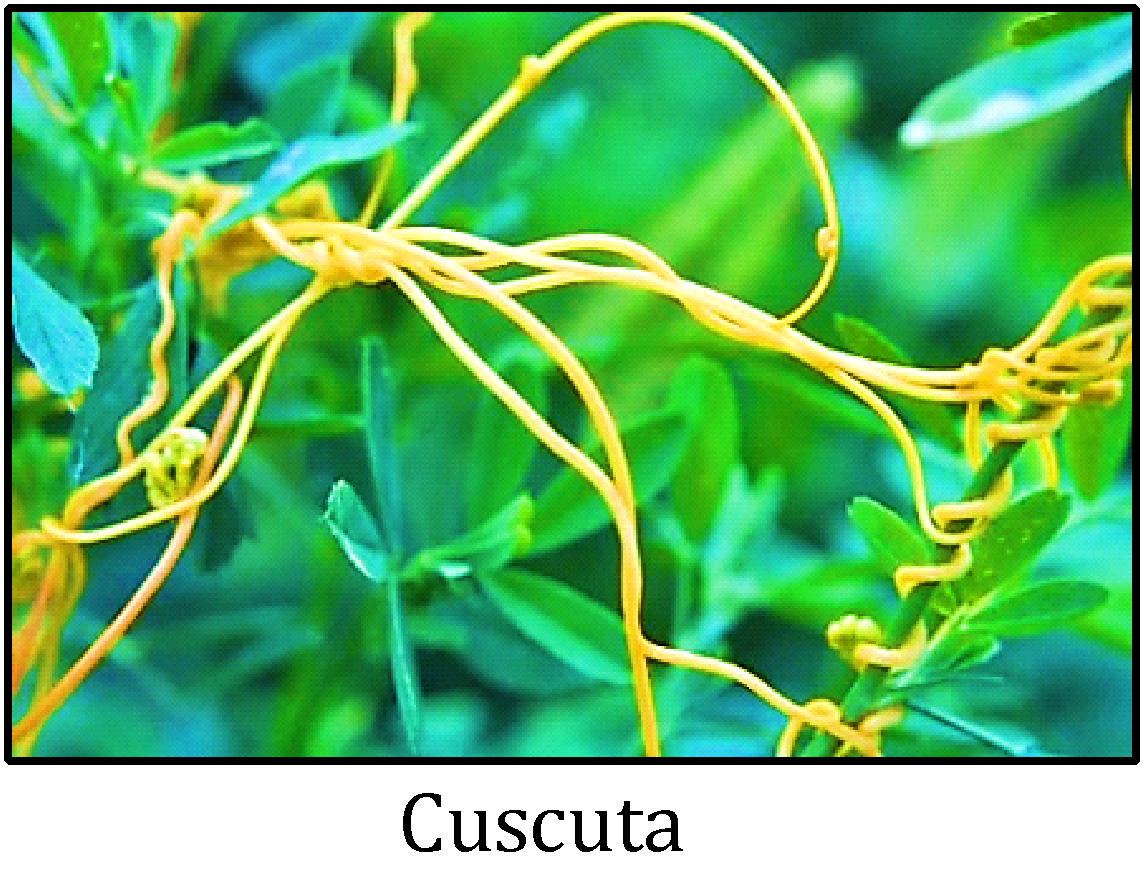 Root System | Plant Anatomy | Biology