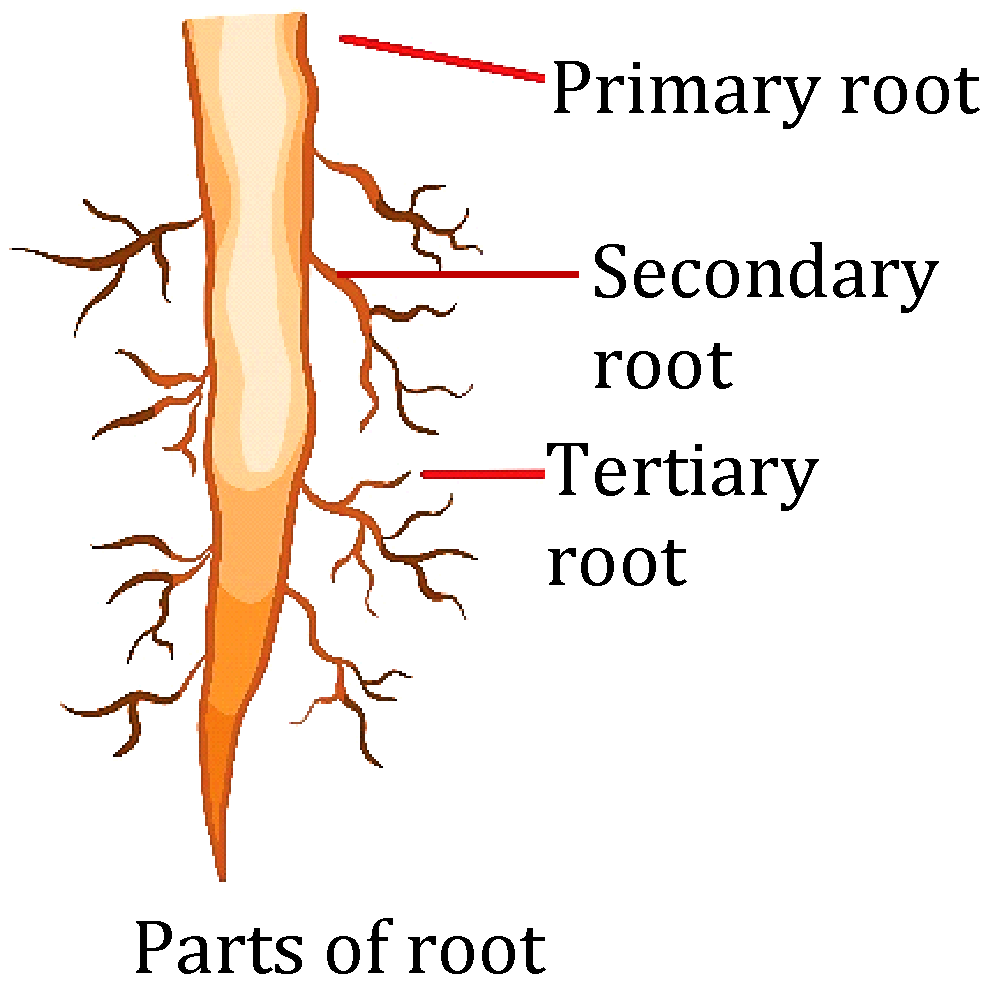 Root System | Plant Anatomy | Biology