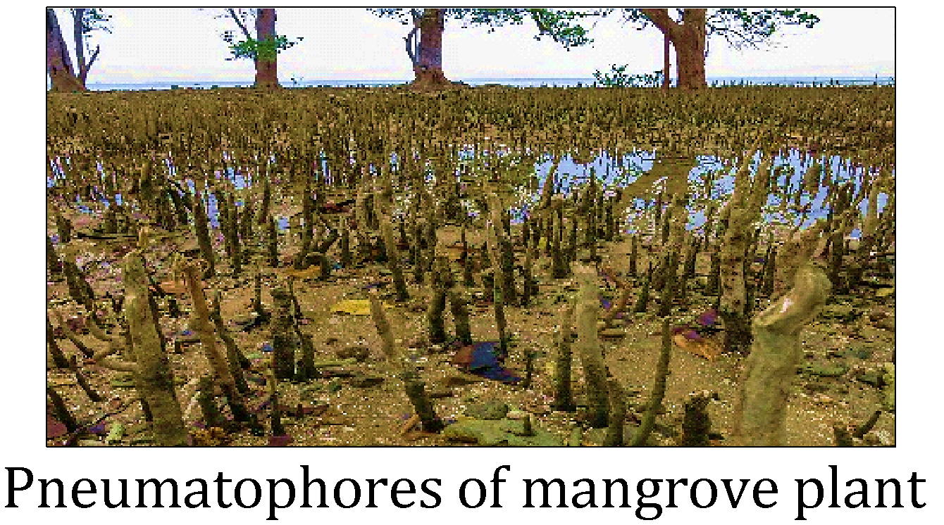 Root System | Plant Anatomy | Biology