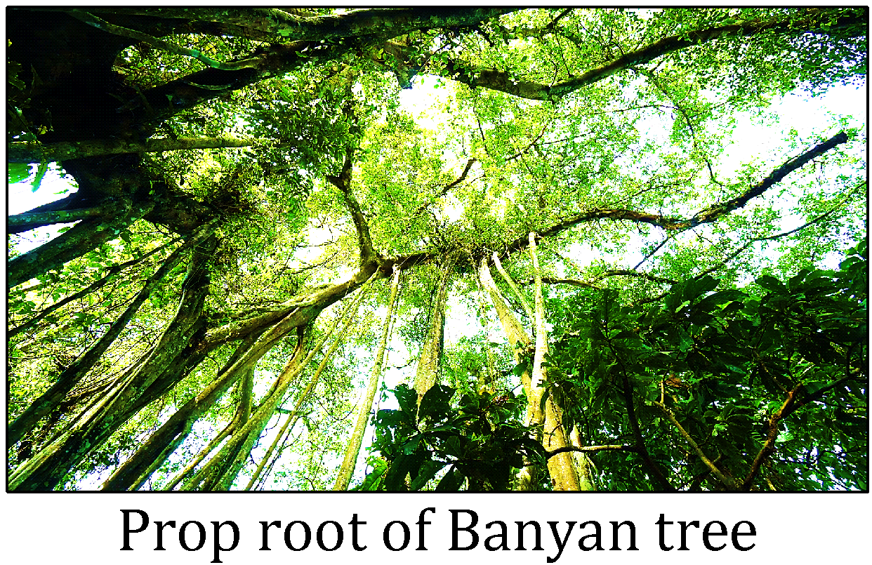 Root System | Plant Anatomy | Biology