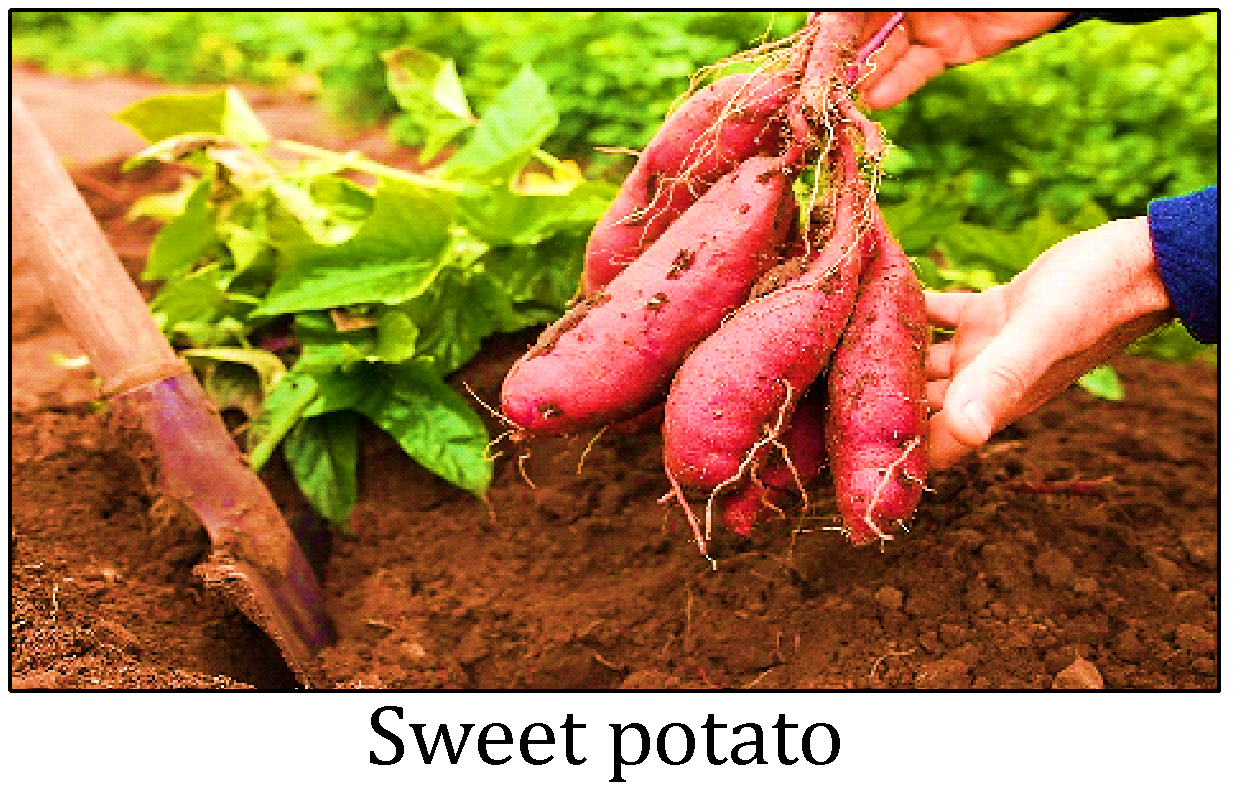Root System | Plant Anatomy | Biology