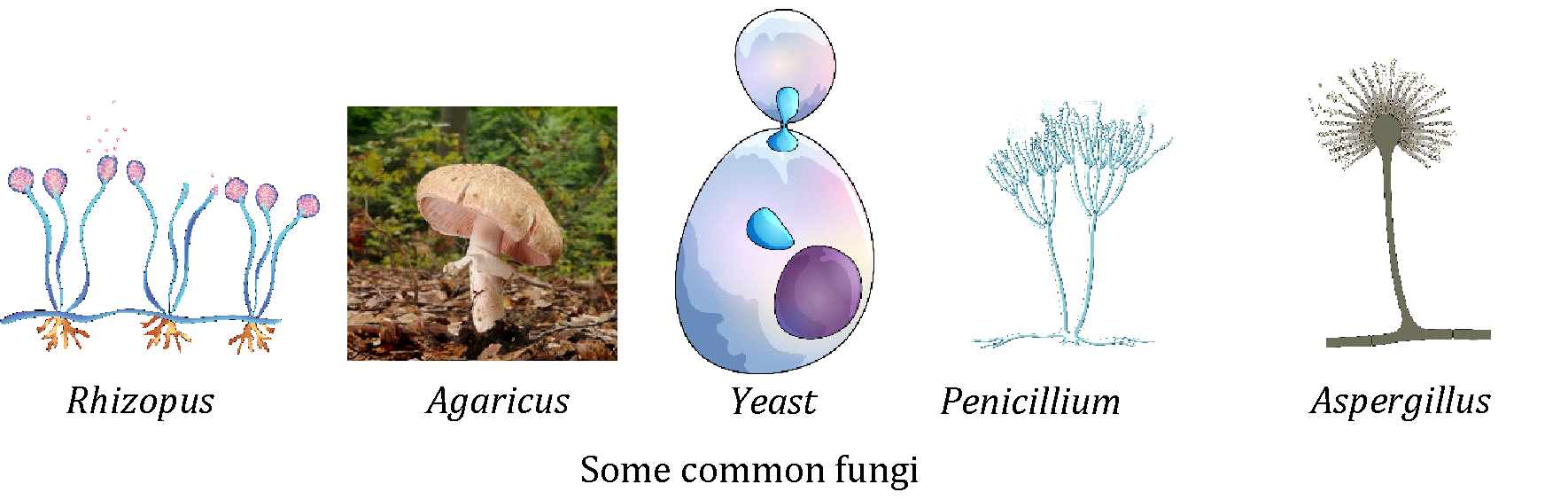 Biological Classification| The Organization of Life's Diversity