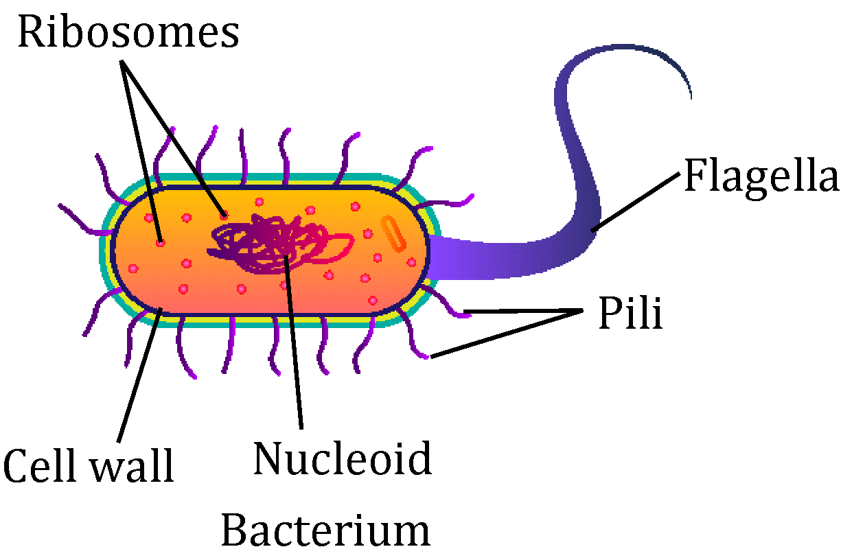 Biological Classification| The Organization of Life's Diversity