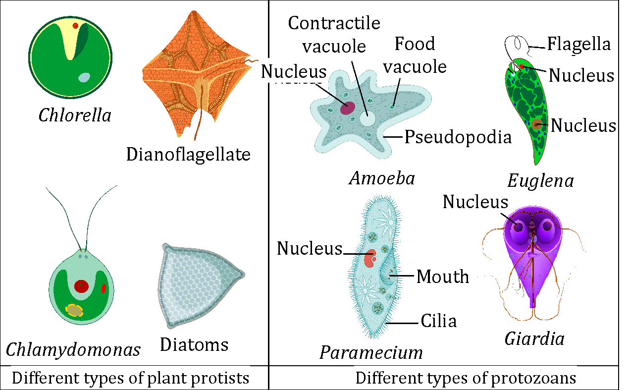 Biological Classification| The Organization of Life's Diversity