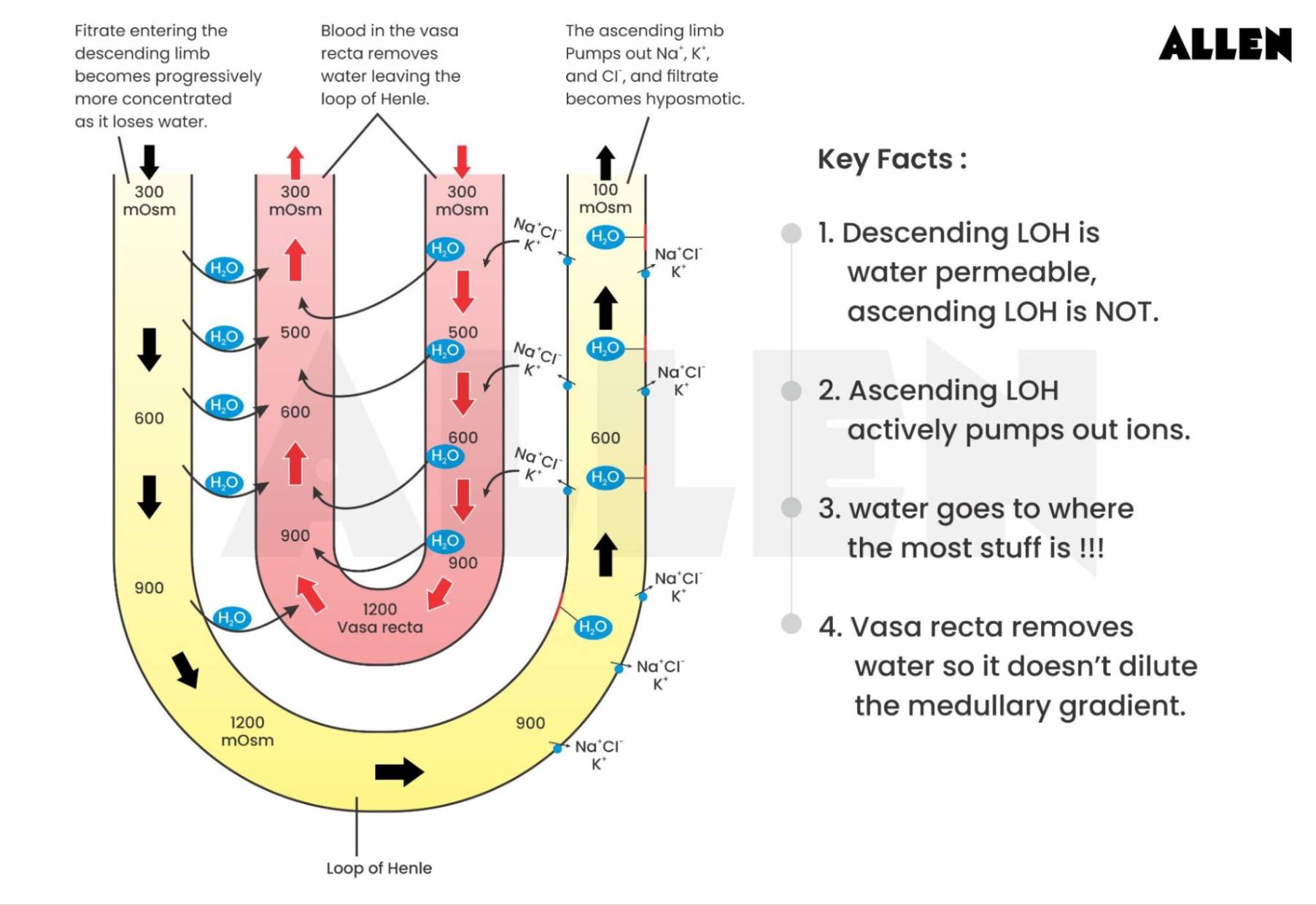 Understanding Counter Current Mechanism