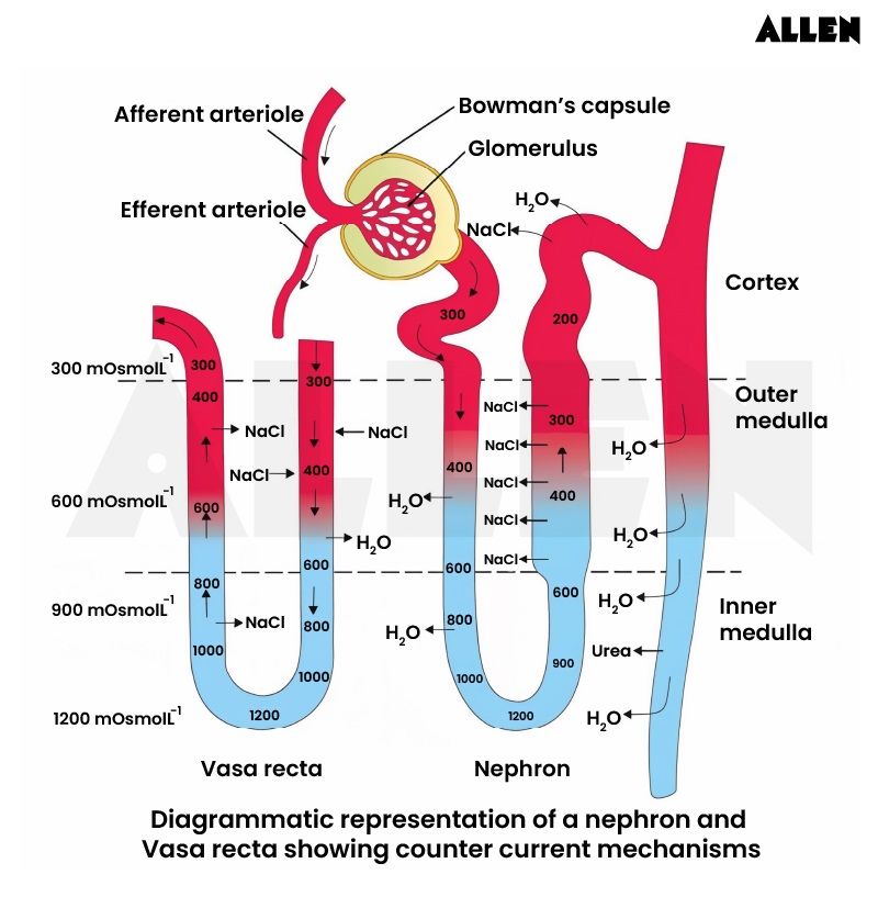 Vasa Recta Nephron Model Renal Circulation An Overview