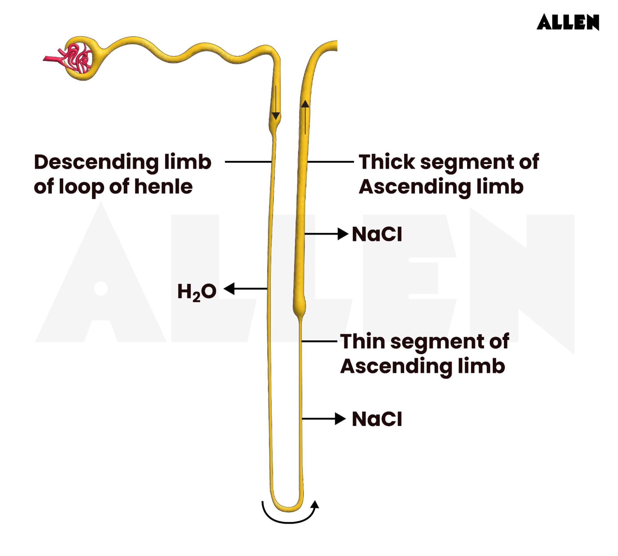 Urine Formation: Mechanism, Composition and FAQs