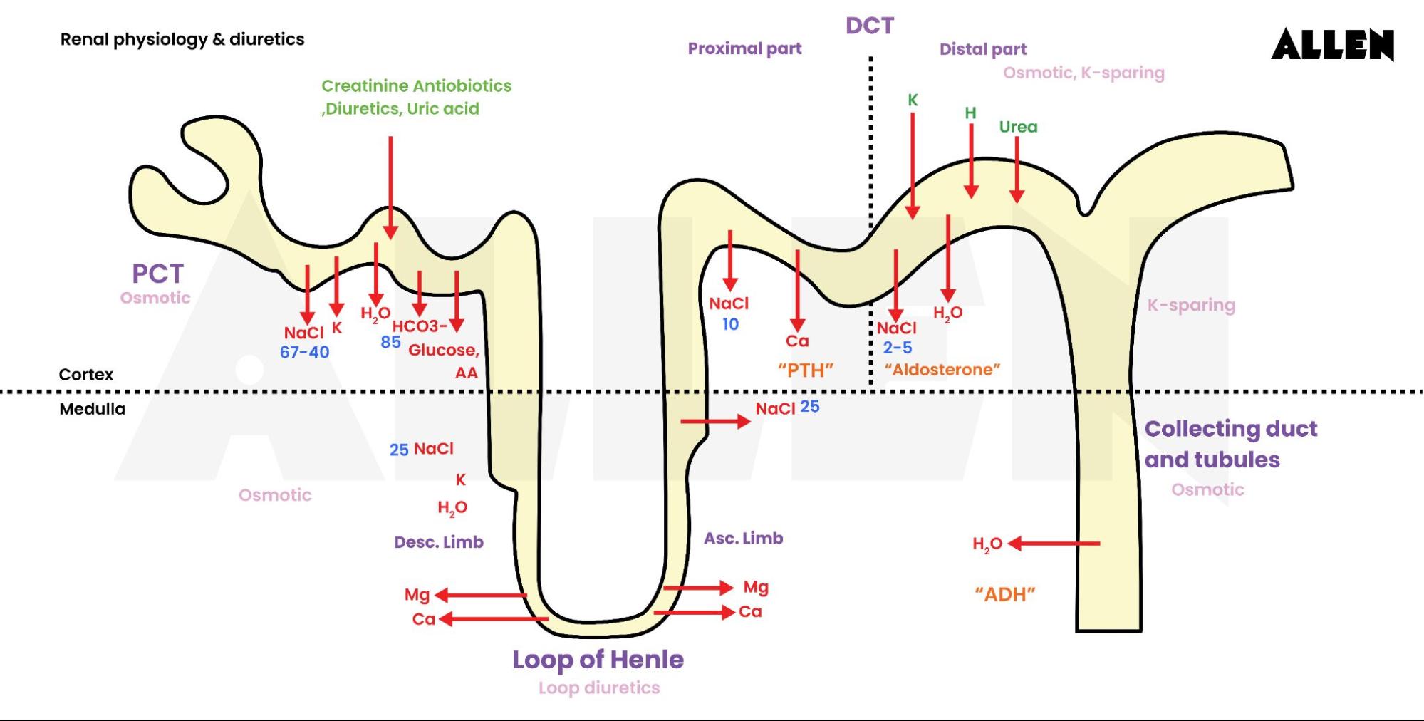 Urine Formation: Mechanism, Composition and FAQs