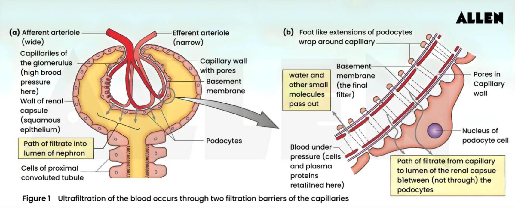 Urine Formation: Mechanism, Composition and FAQs