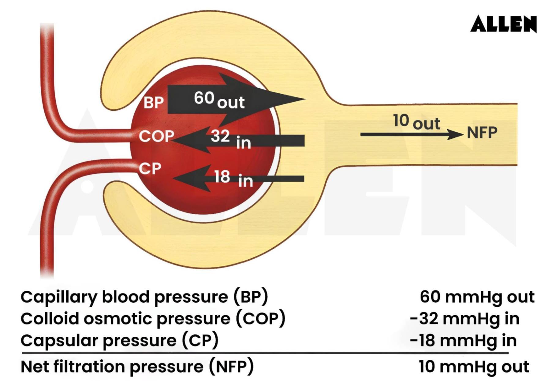 Urine Formation: Mechanism, Composition and FAQs
