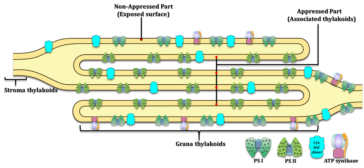 Mechanism of Photosynthesis| Light and Dark Reactions