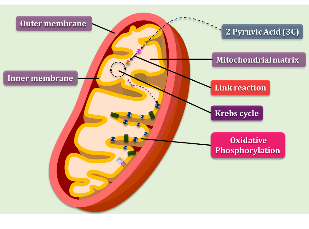 Anaerobic & Aerobic Respiration | Key Processes & Differences
