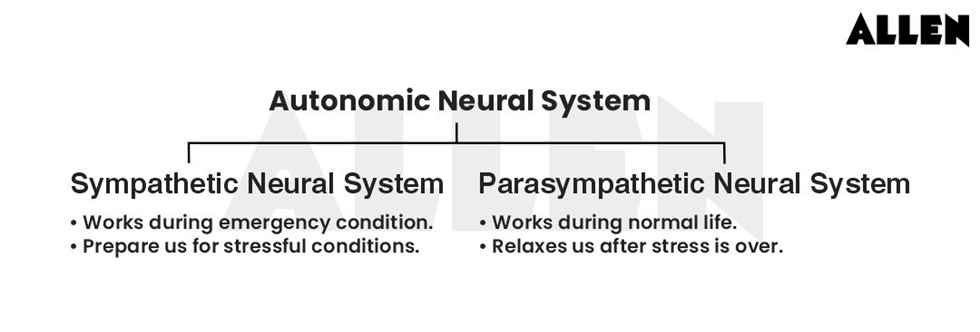 Neural Control and Coordination NEET: Definitions, Solved Questions