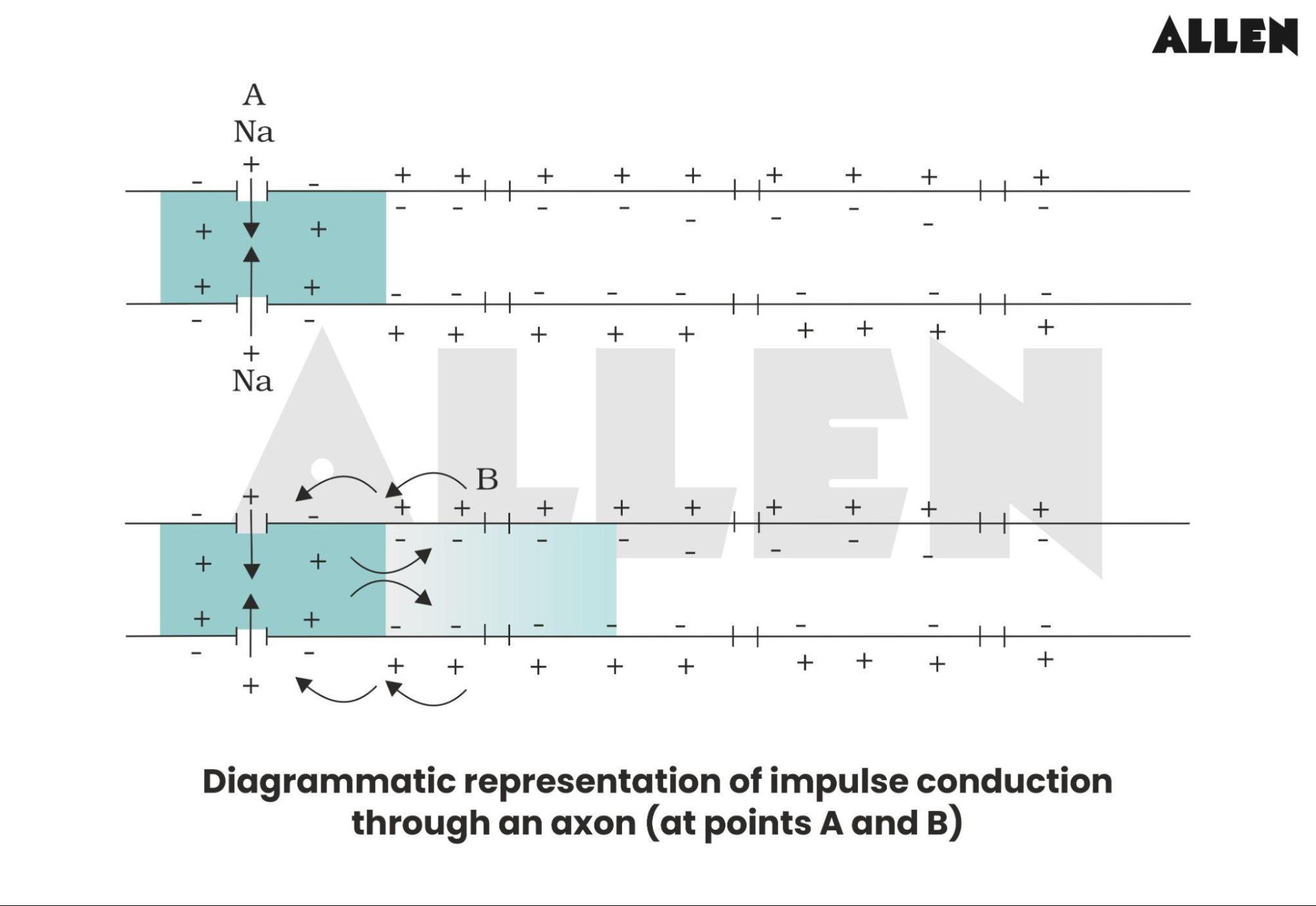 Neural Control and Coordination NEET: Definitions, Solved Questions