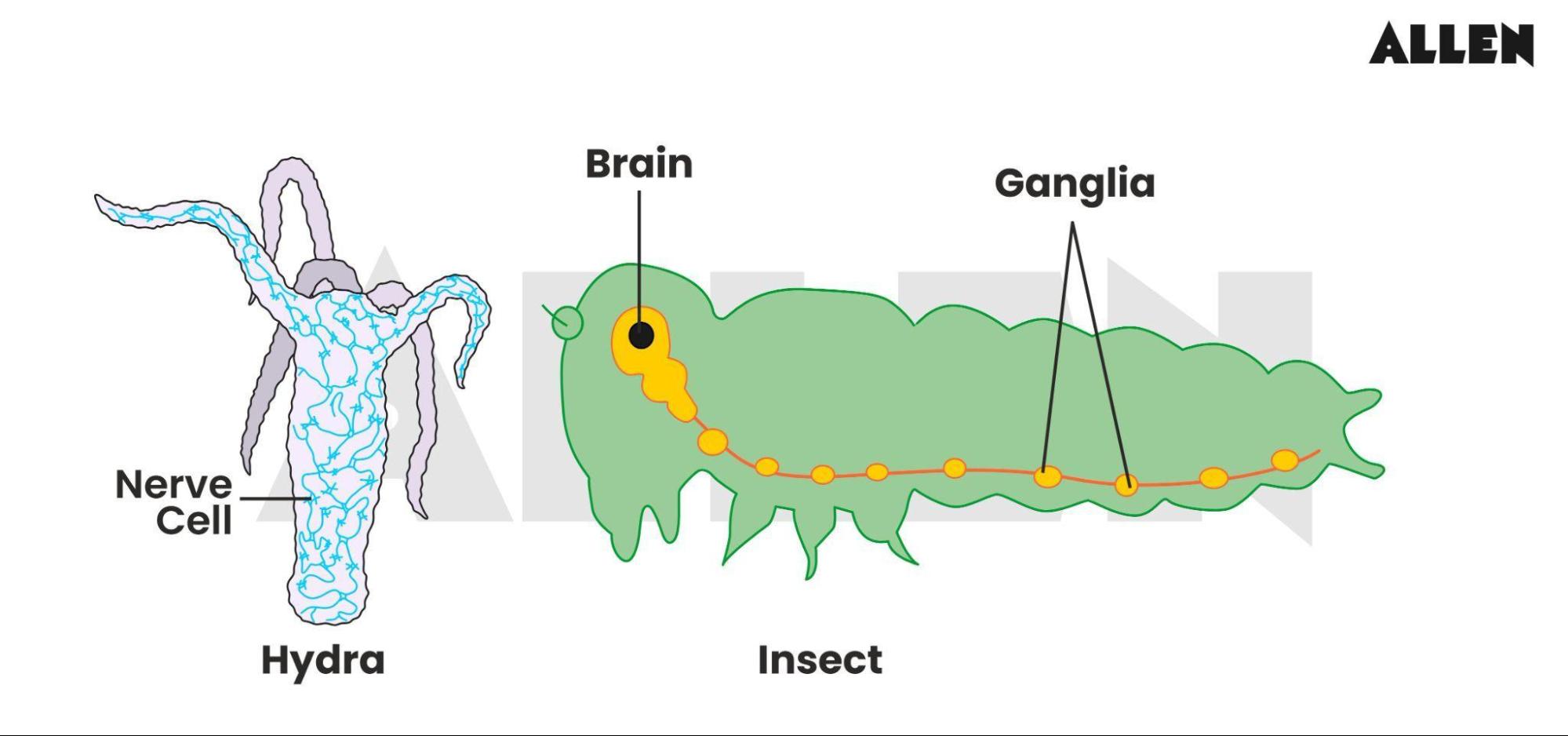 Neural Control and Coordination NEET: Definitions, Solved Questions