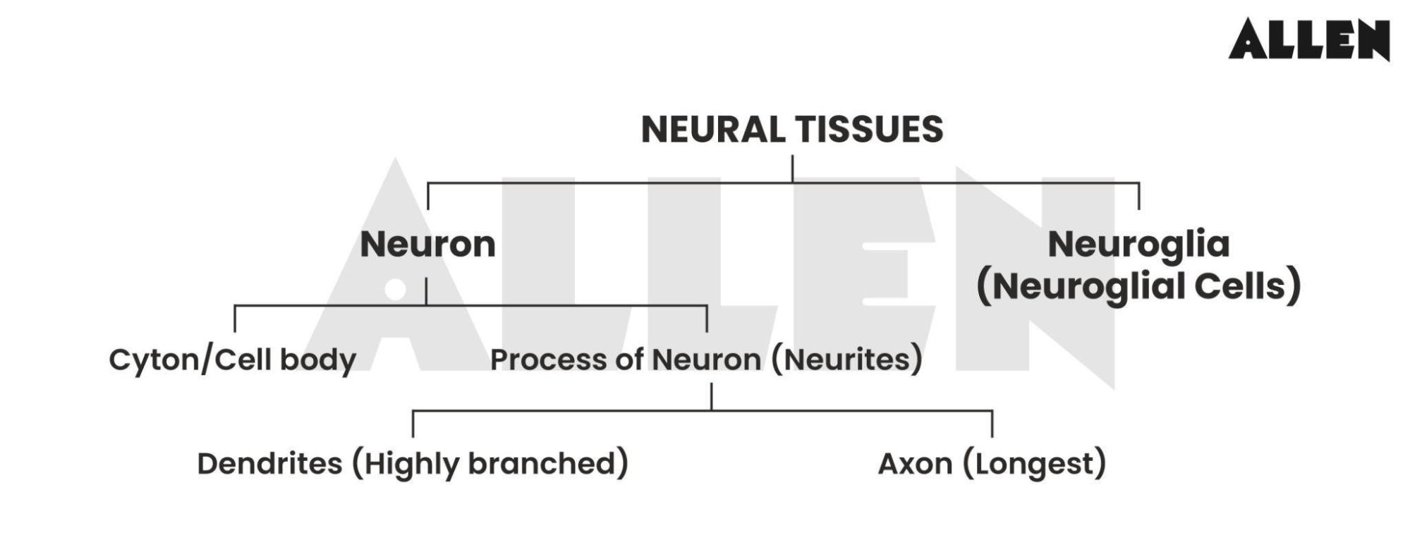 Neural Control and Coordination NEET: Definitions, Solved Questions