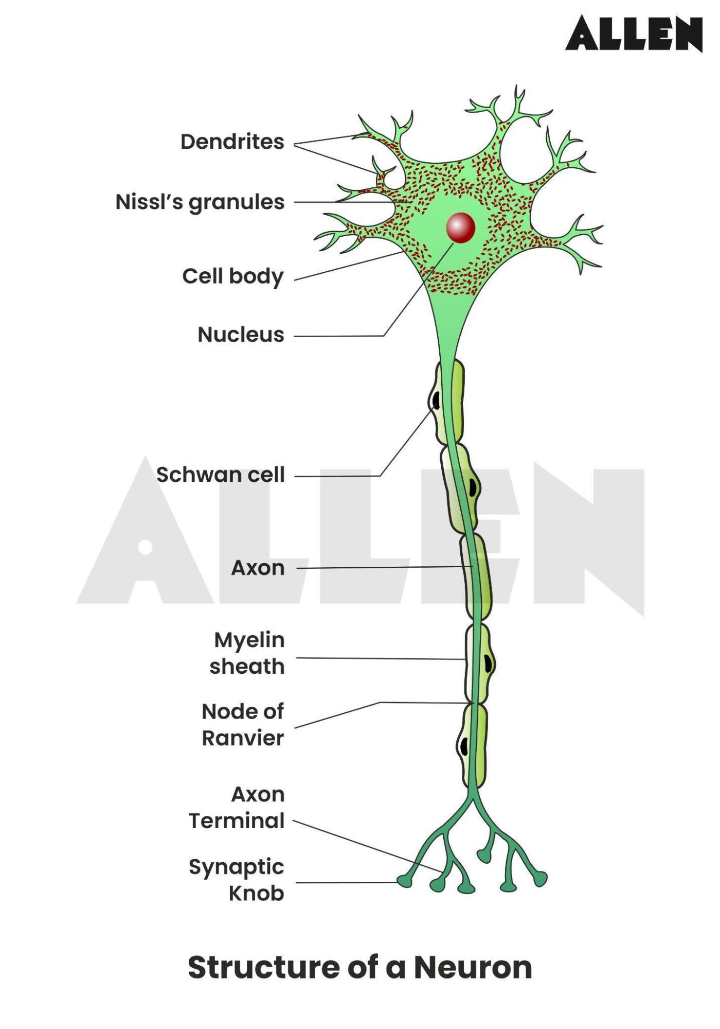 Neural Control and Coordination NEET: Definitions, Solved Questions