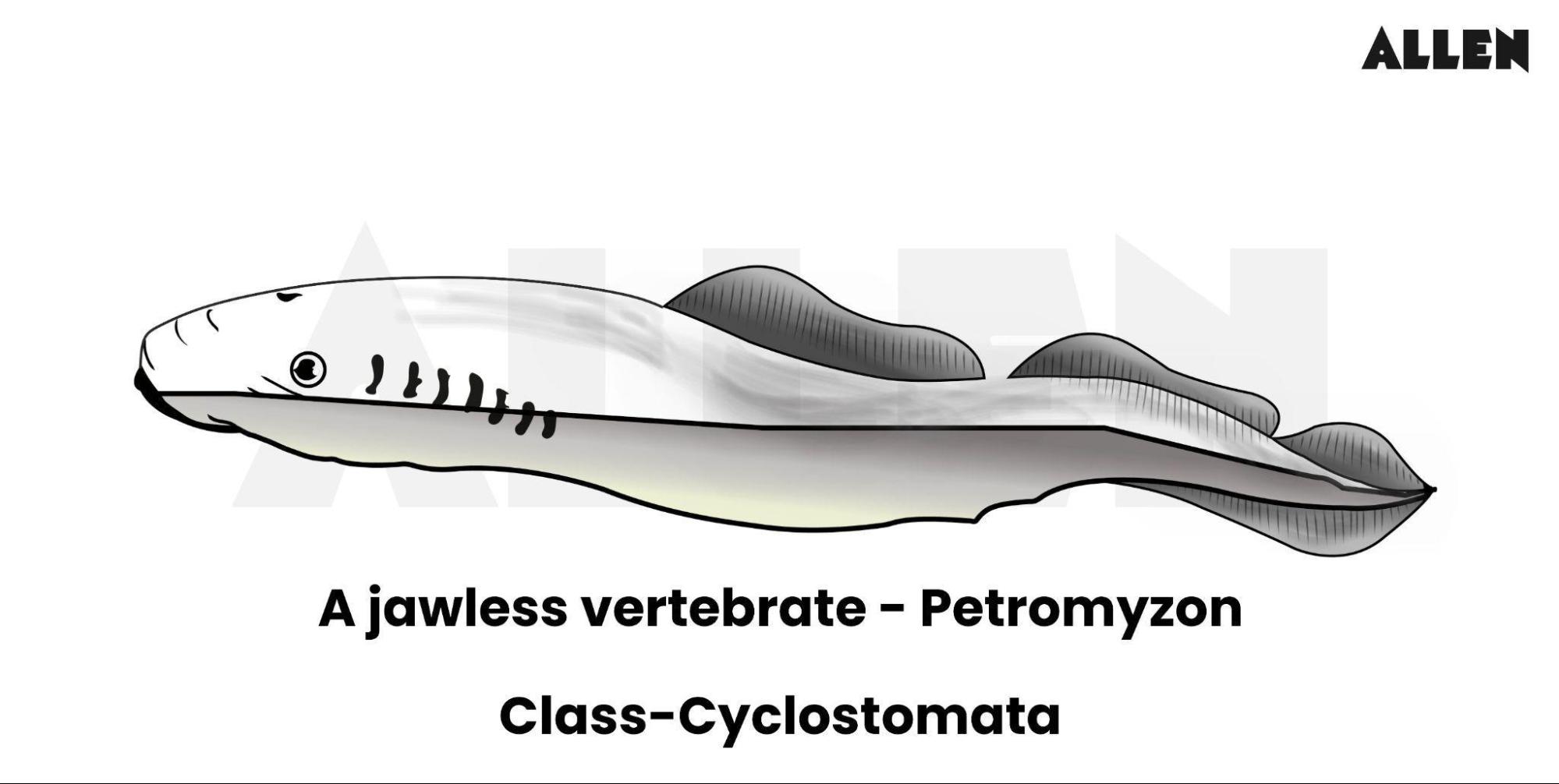 Animal Kingdom: Definition, Classification and Important NEET Questions