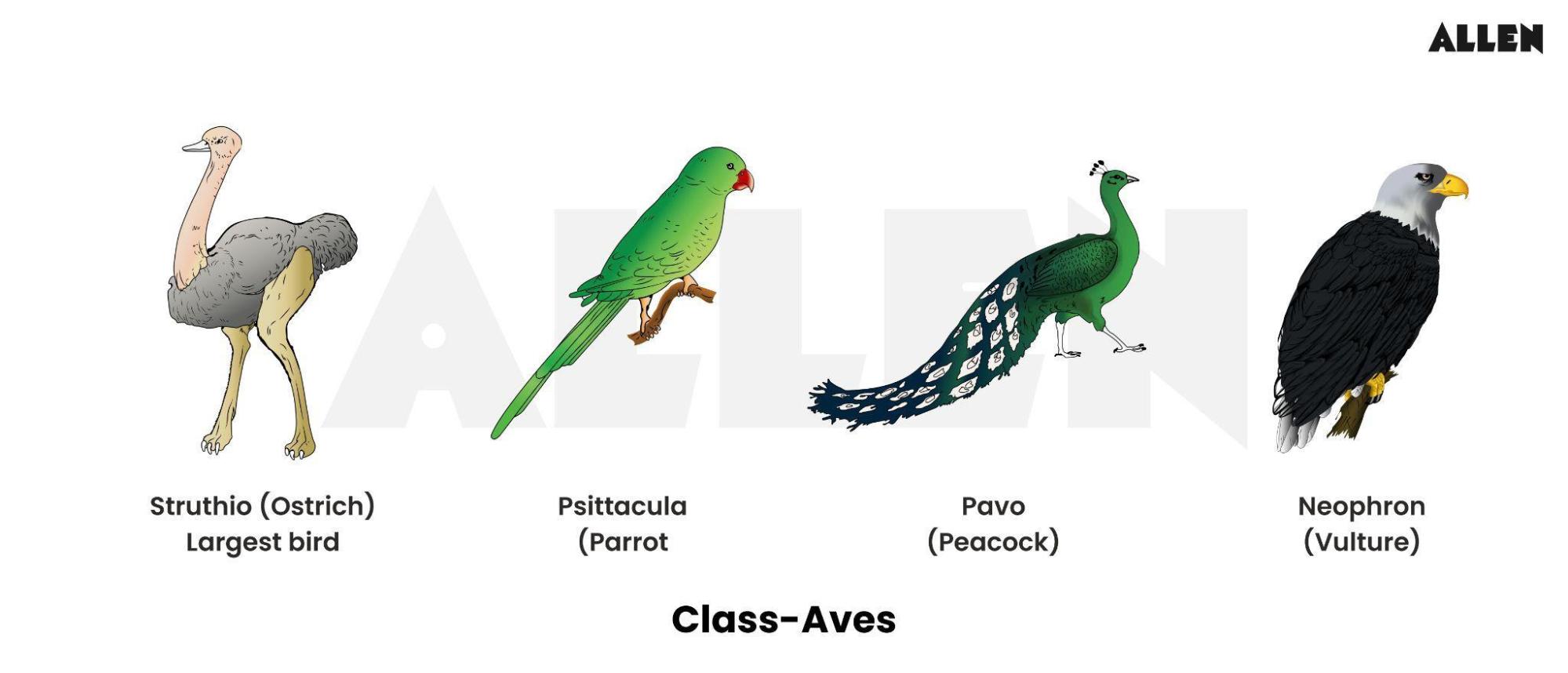 Animal Kingdom: Definition, Classification and Important NEET Questions