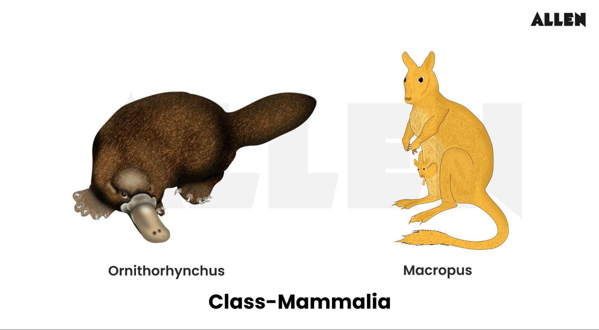Animal Kingdom: Definition, Classification and Important NEET Questions