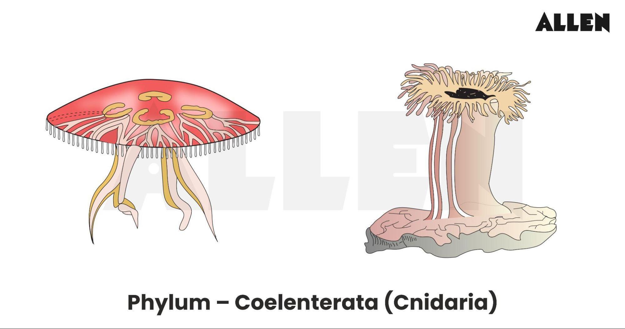 Animal Kingdom: Definition, Classification and Important NEET Questions