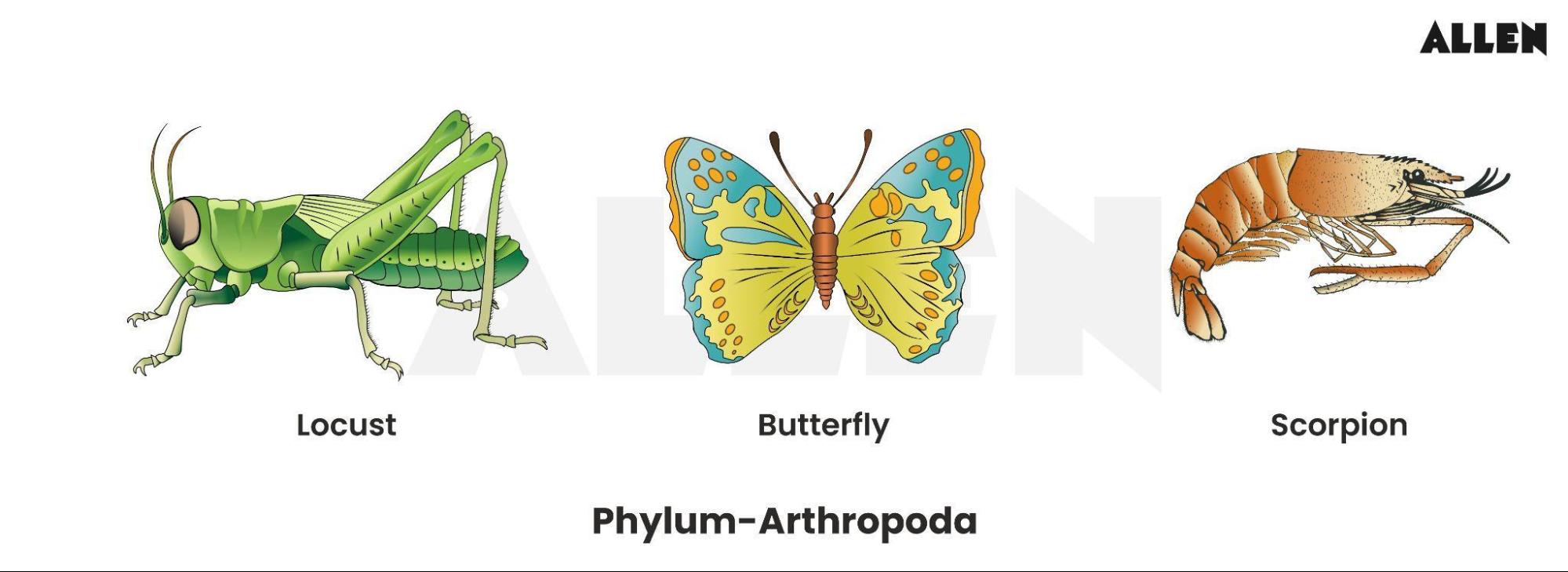 Animal Kingdom: Definition, Classification and Important NEET Questions