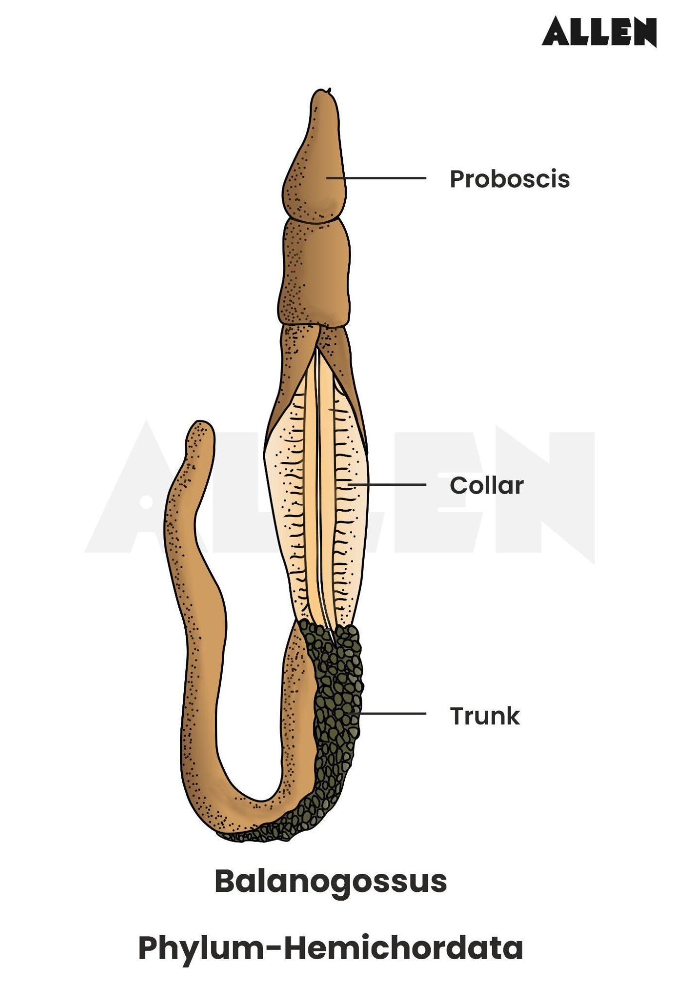 Animal Kingdom: Definition, Classification and Important NEET Questions