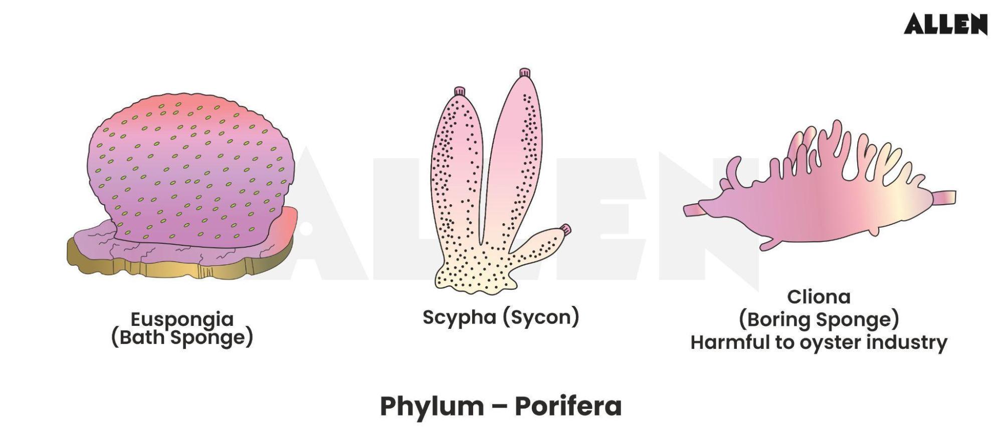 Animal Kingdom: Definition, Classification and Important NEET Questions
