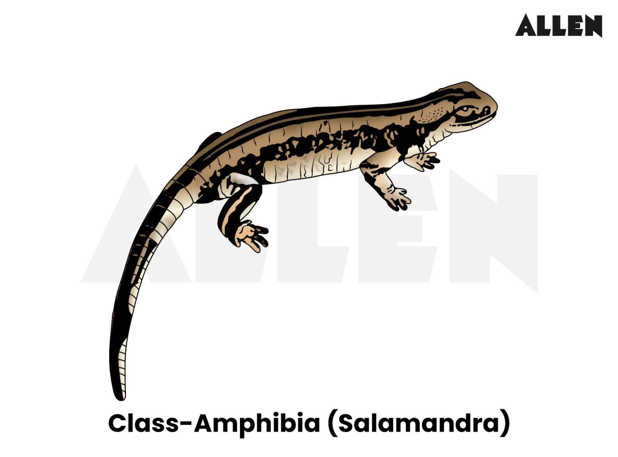 Animal Kingdom: Definition, Classification and Important NEET Questions