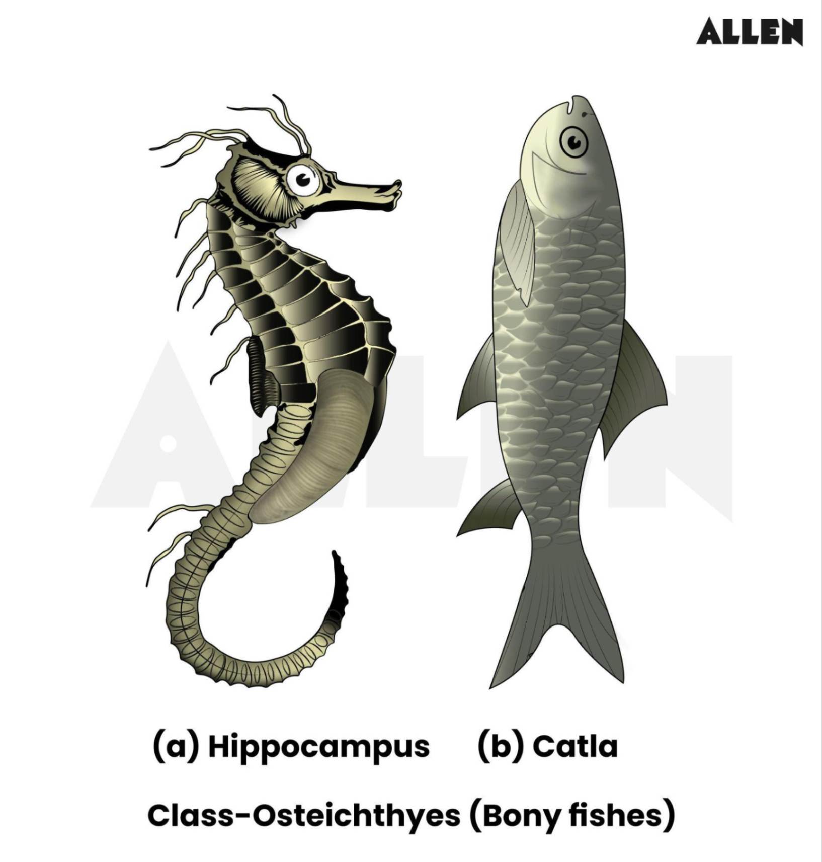 Animal Kingdom: Definition, Classification and Important NEET Questions