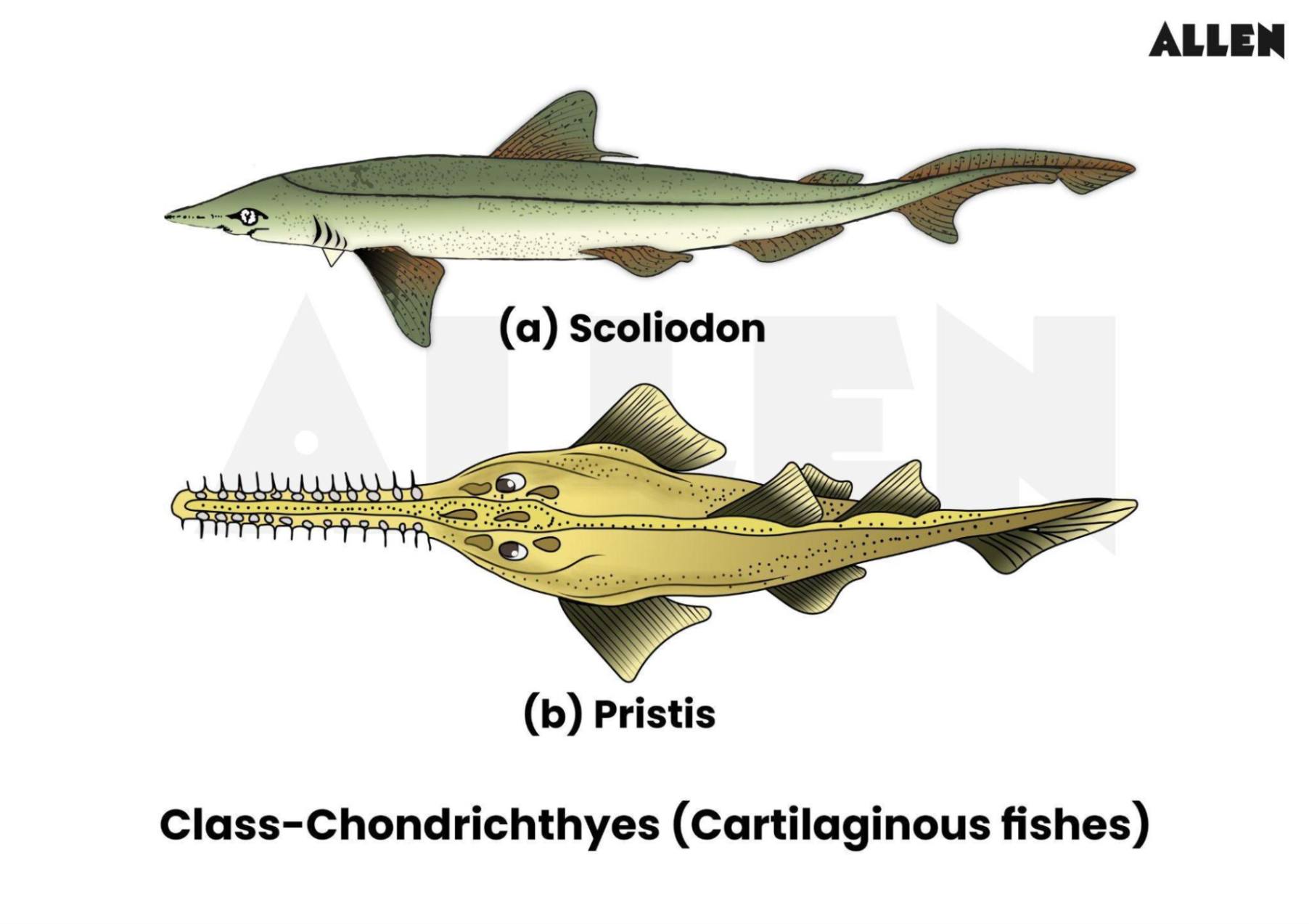 Animal Kingdom: Definition, Classification and Important NEET Questions
