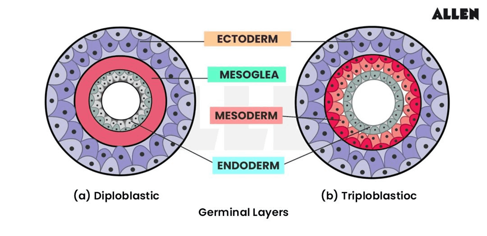 Animal Kingdom: Definition, Classification and Important NEET Questions