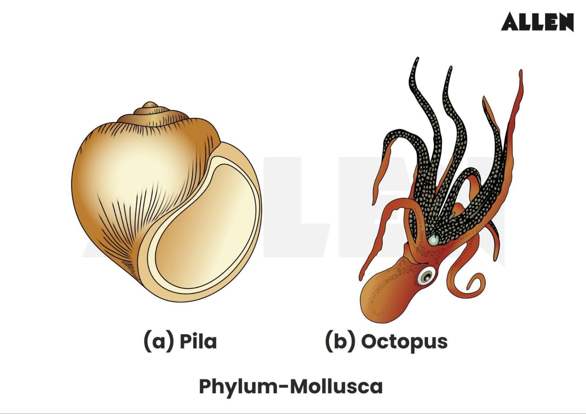 Animal Kingdom: Definition, Classification and Important NEET Questions