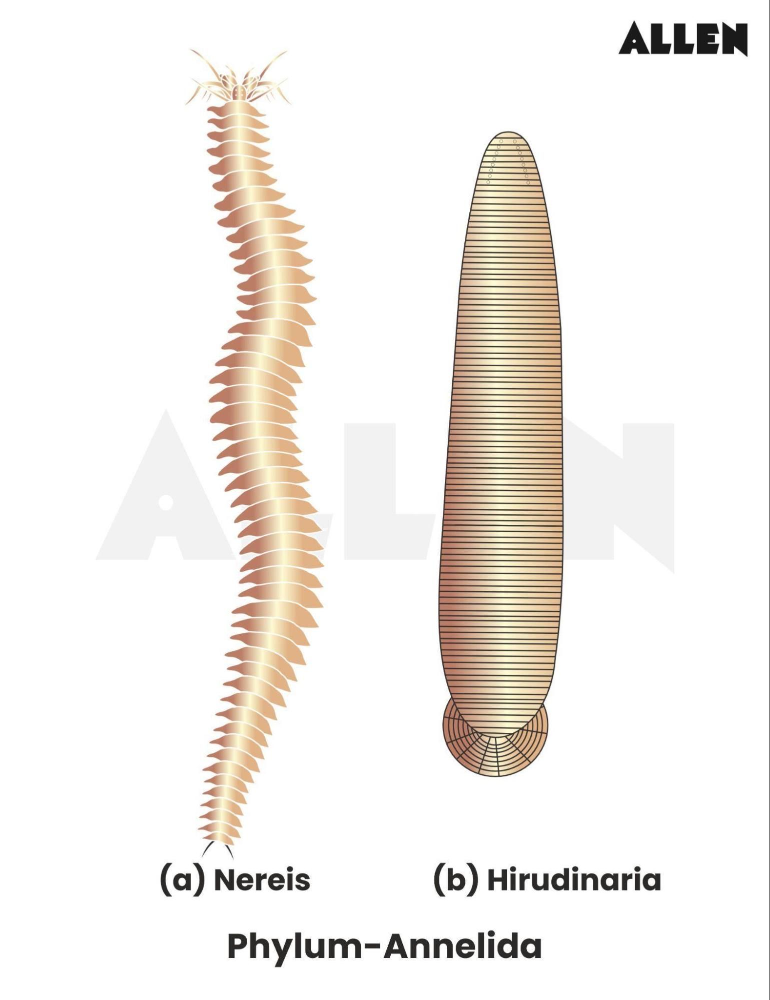 Animal Kingdom: Definition, Classification and Important NEET Questions