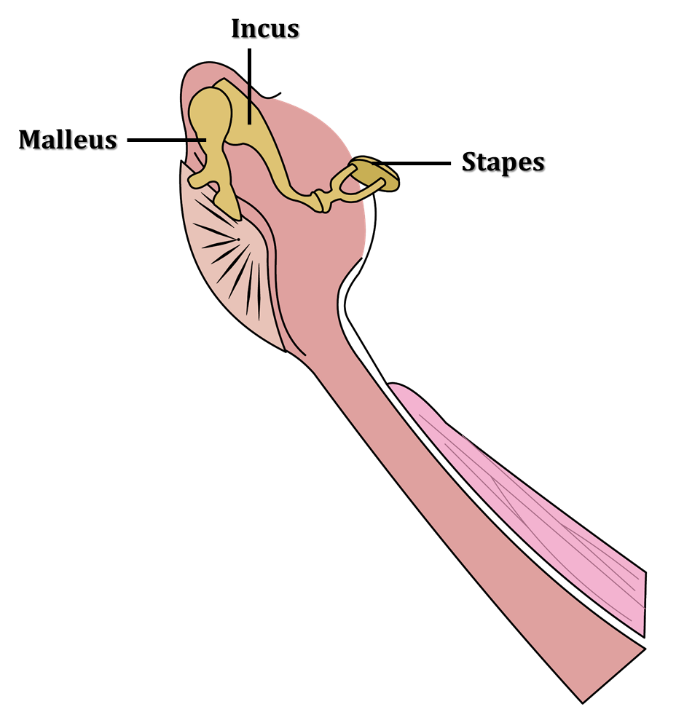 The Human Skeletal System: Your Body's Framework