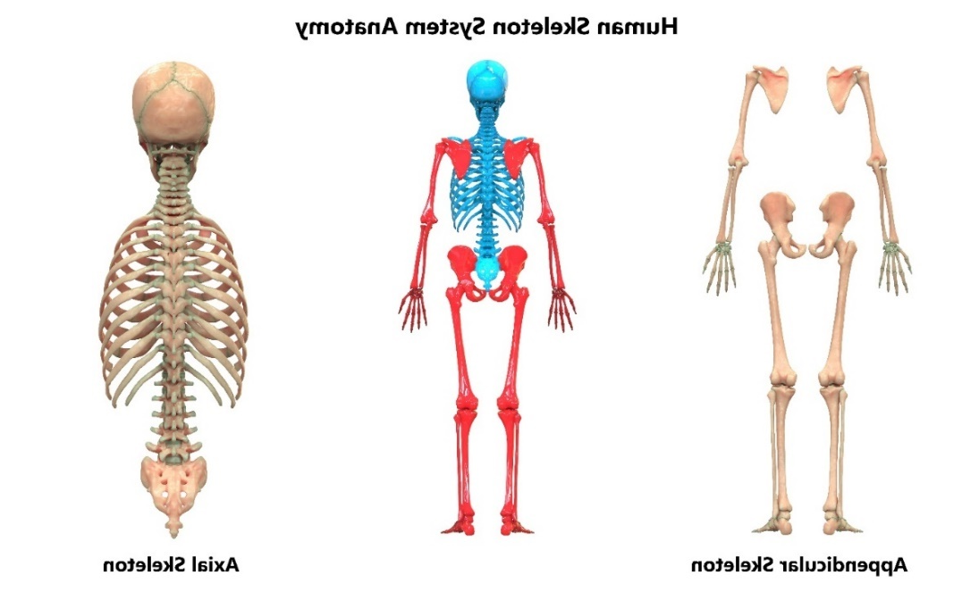 The Human Skeletal System: Your Body's Framework