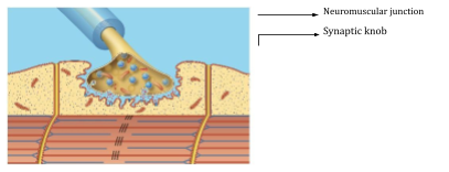 Muscle Contraction: Explained by Actin & Myosin Proteins
