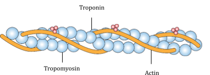 Muscle Contraction: Explained by Actin & Myosin Proteins