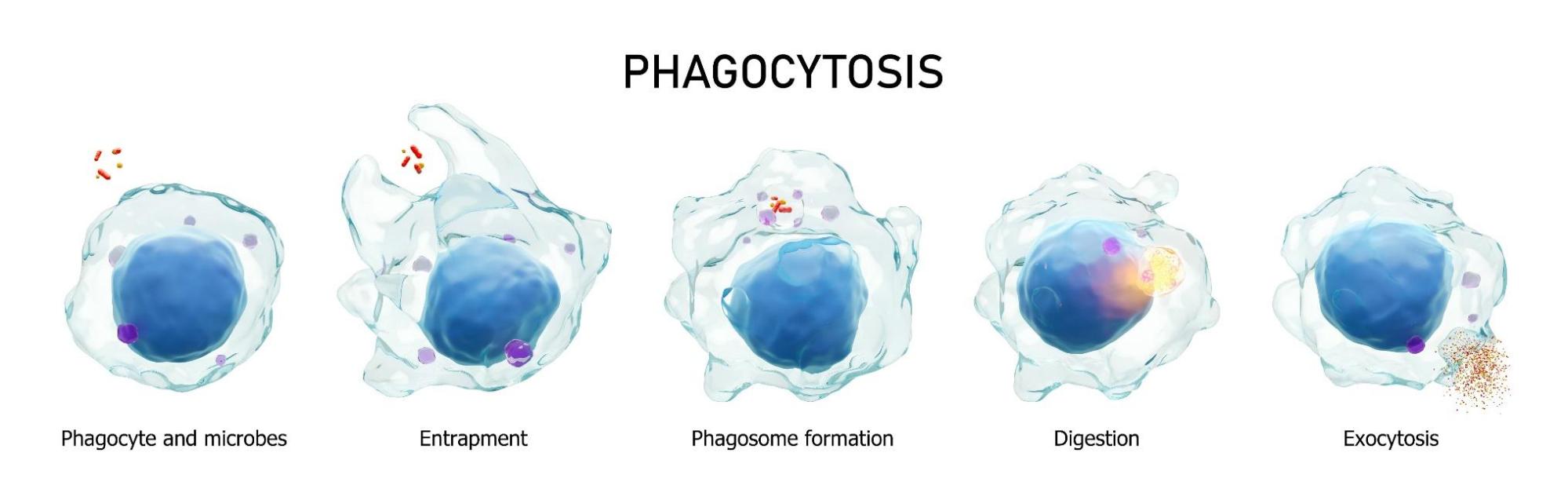 Locomotion & Movement: From Cells to Animals