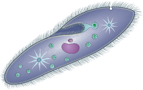 Locomotion & Movement: From Cells to Animals
