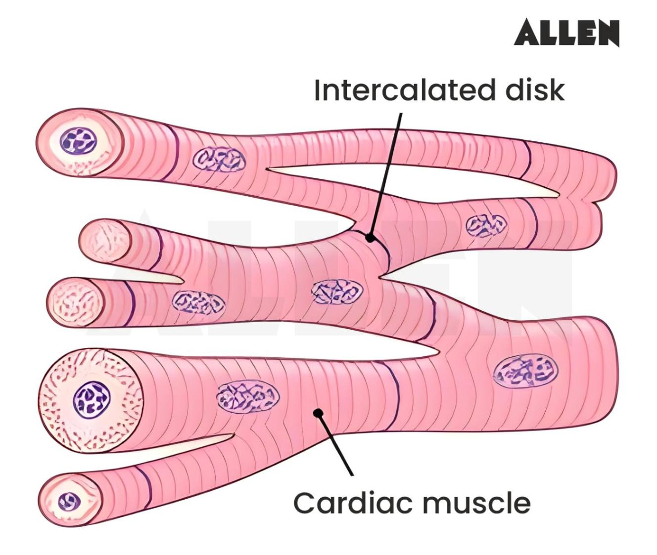 Locomotion and Movement: Types of Movements, Skeletal System and Disorders