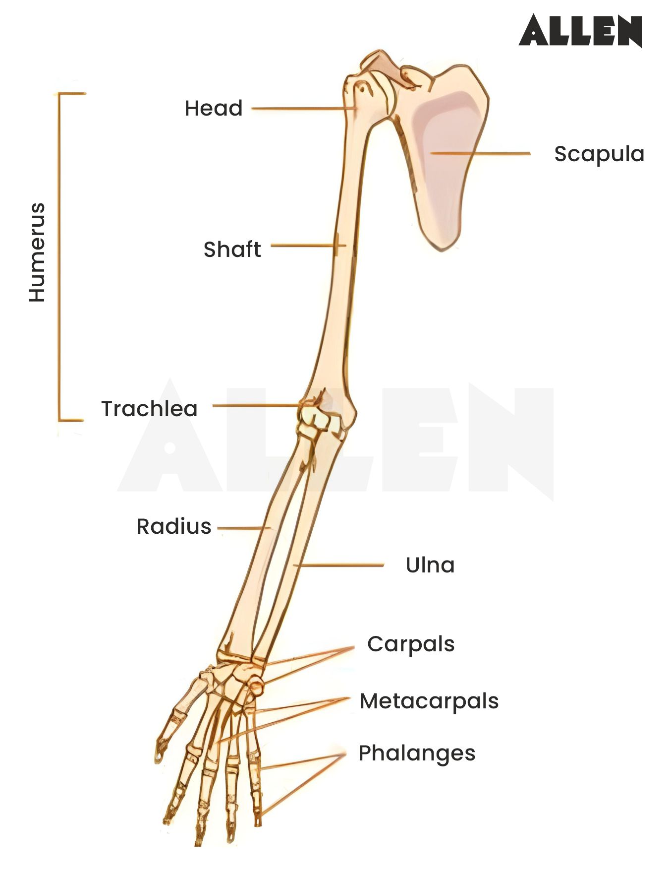 Locomotion and Movement: Types of Movements, Skeletal System and Disorders