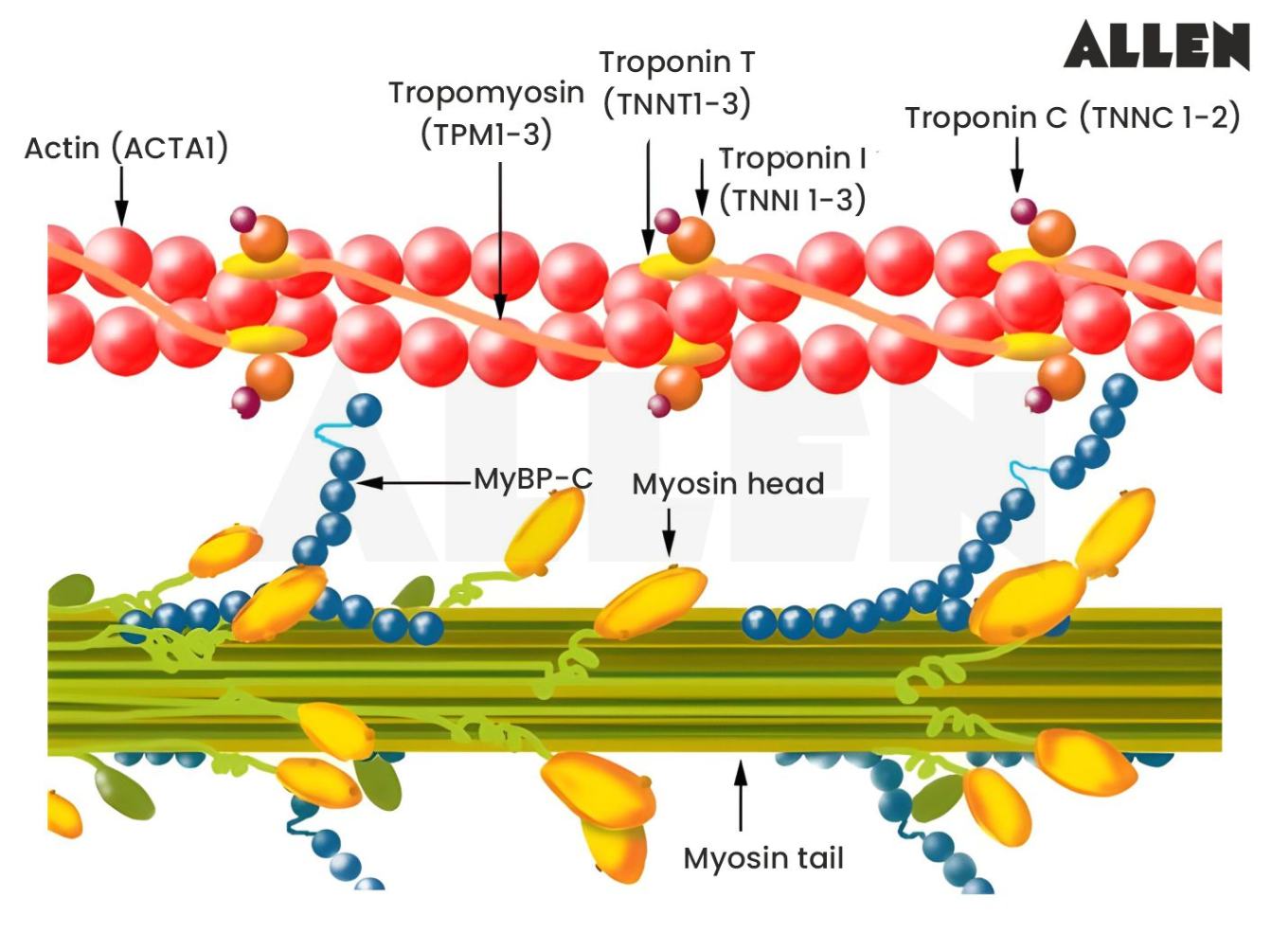 Locomotion and Movement: Types of Movements, Skeletal System and Disorders