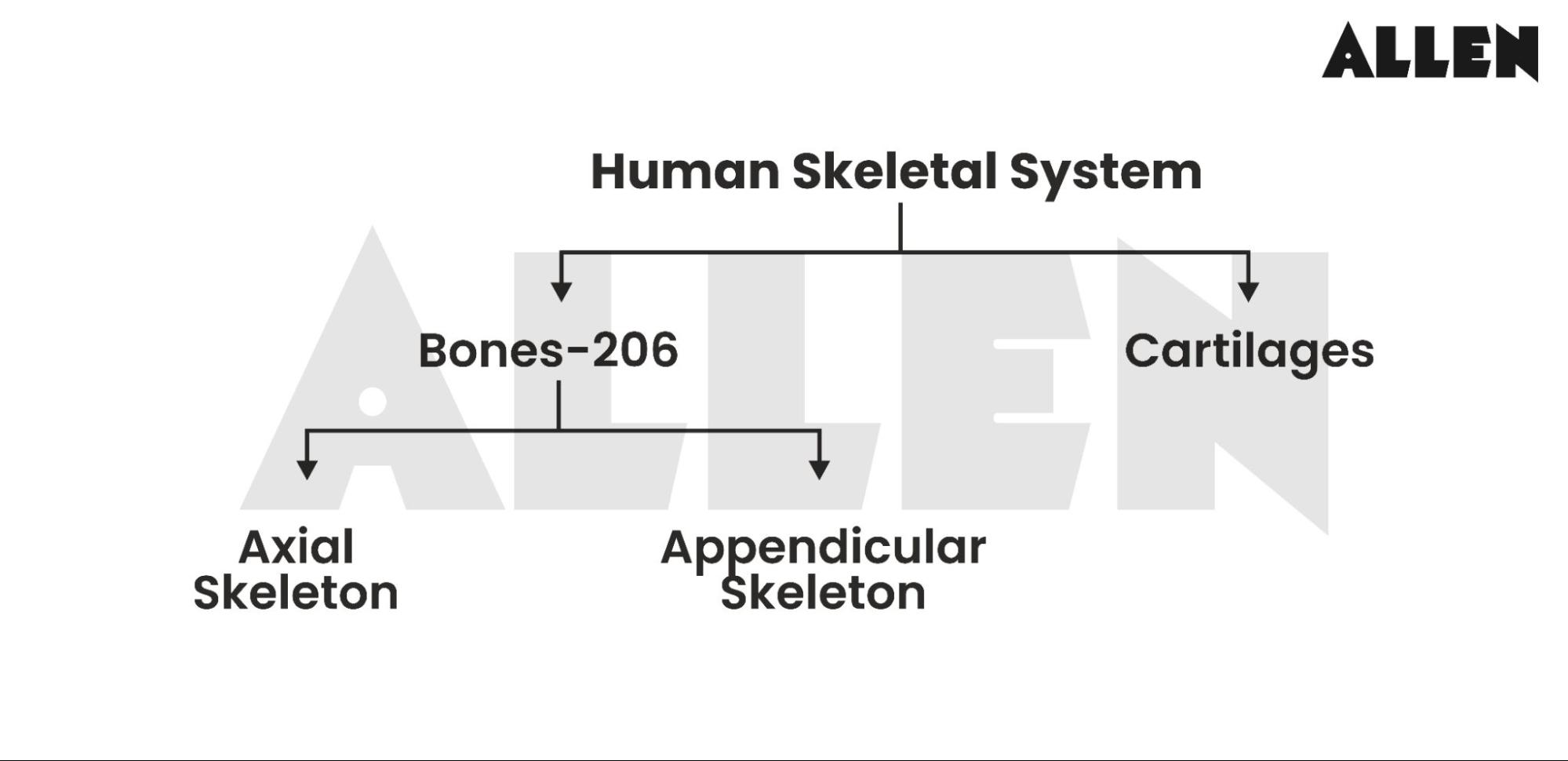 Locomotion and Movement: Types of Movements, Skeletal System and Disorders
