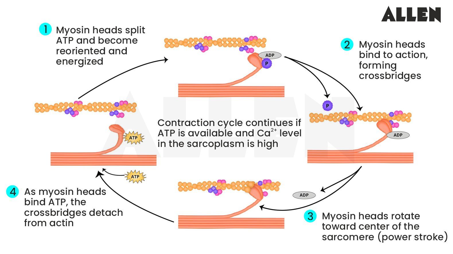 Locomotion and Movement: Types of Movements, Skeletal System and Disorders