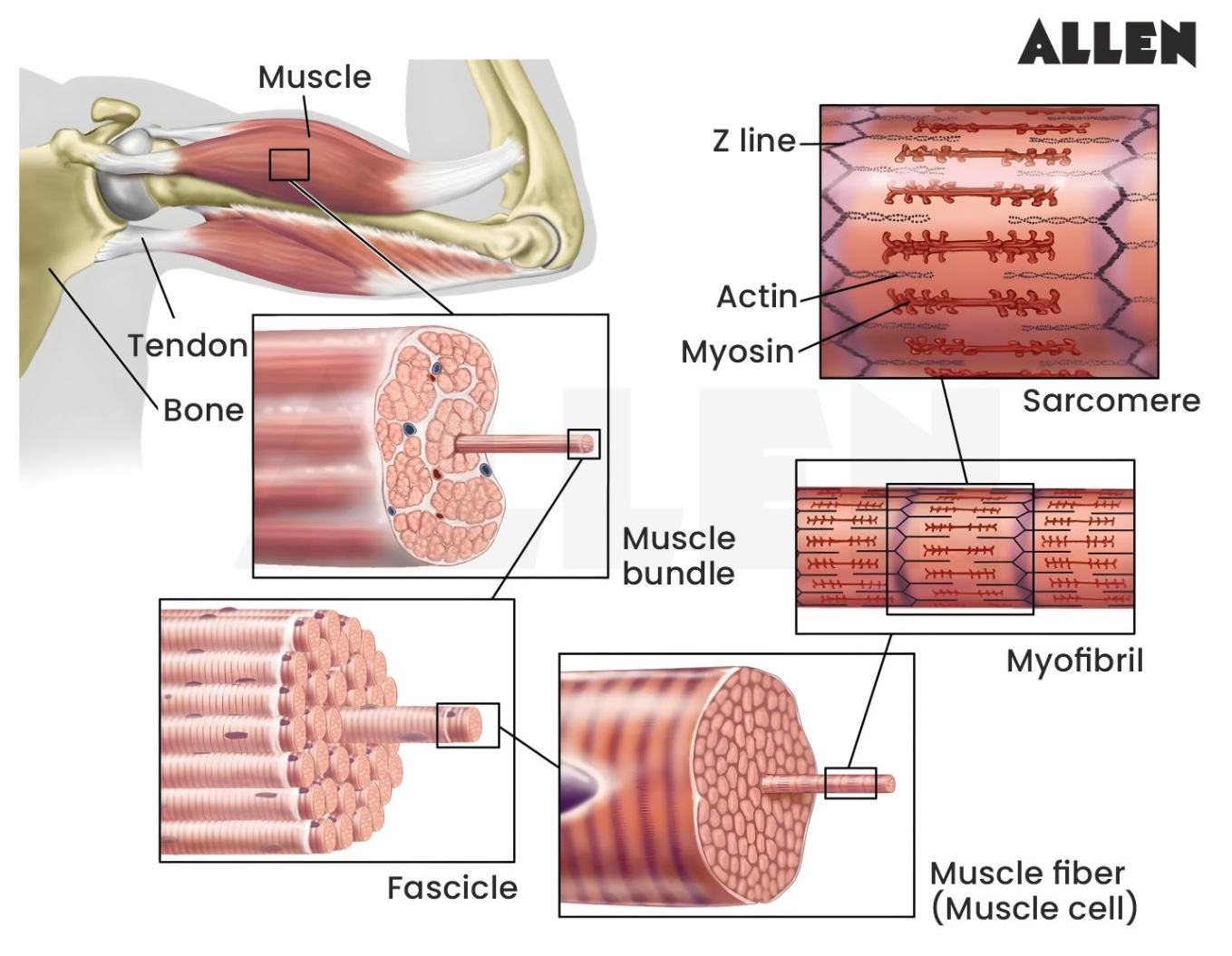 Locomotion and Movement: Types of Movements, Skeletal System and Disorders