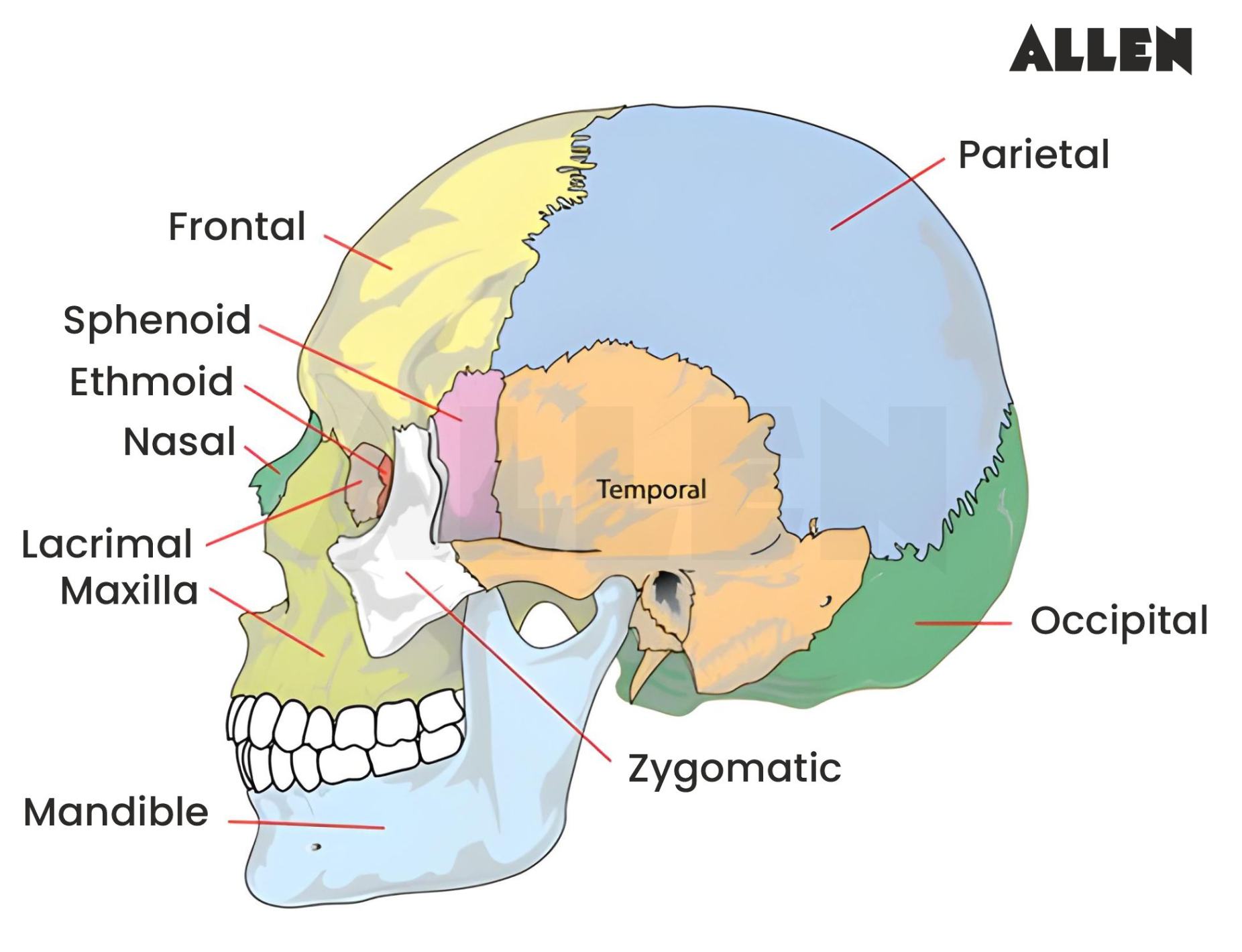 Locomotion and Movement: Types of Movements, Skeletal System and Disorders